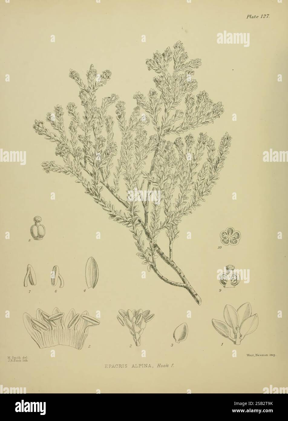 Printer 1914 new zealand plants pictorial hi-res stock photography and ...