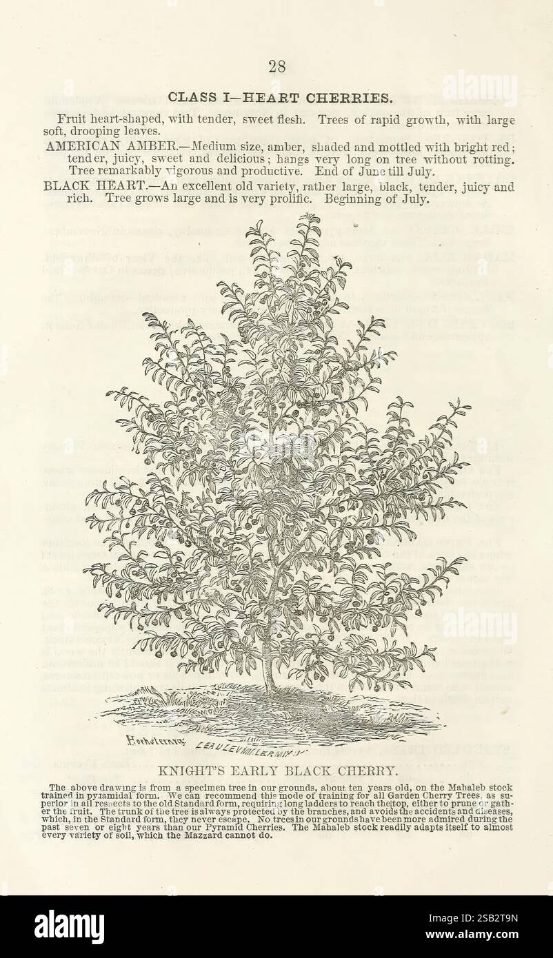 Knights early black cherry hi-res stock photography and images - Alamy