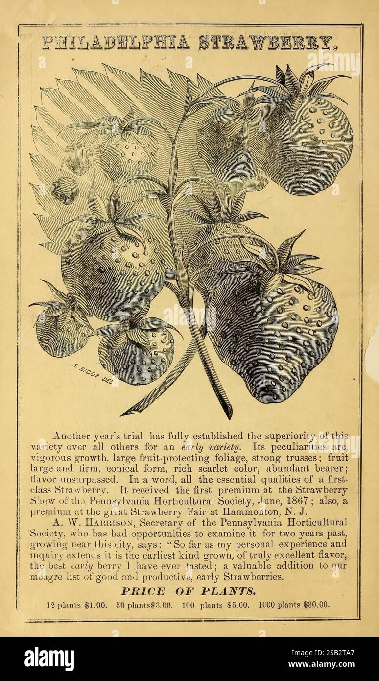 Productive strawberry varieties hi-res stock photography and images - Alamy