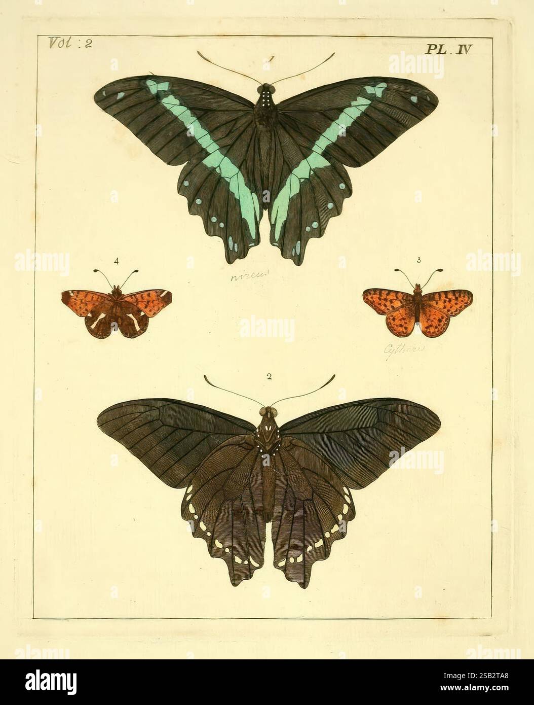 Another smaller specimen hi-res stock photography and images - Alamy