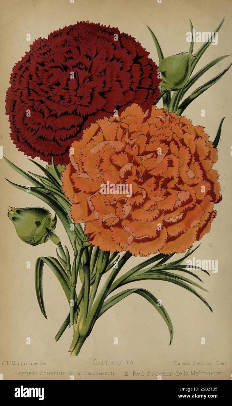 Two vibrant carnation flowers hi-res stock photography and images - Alamy