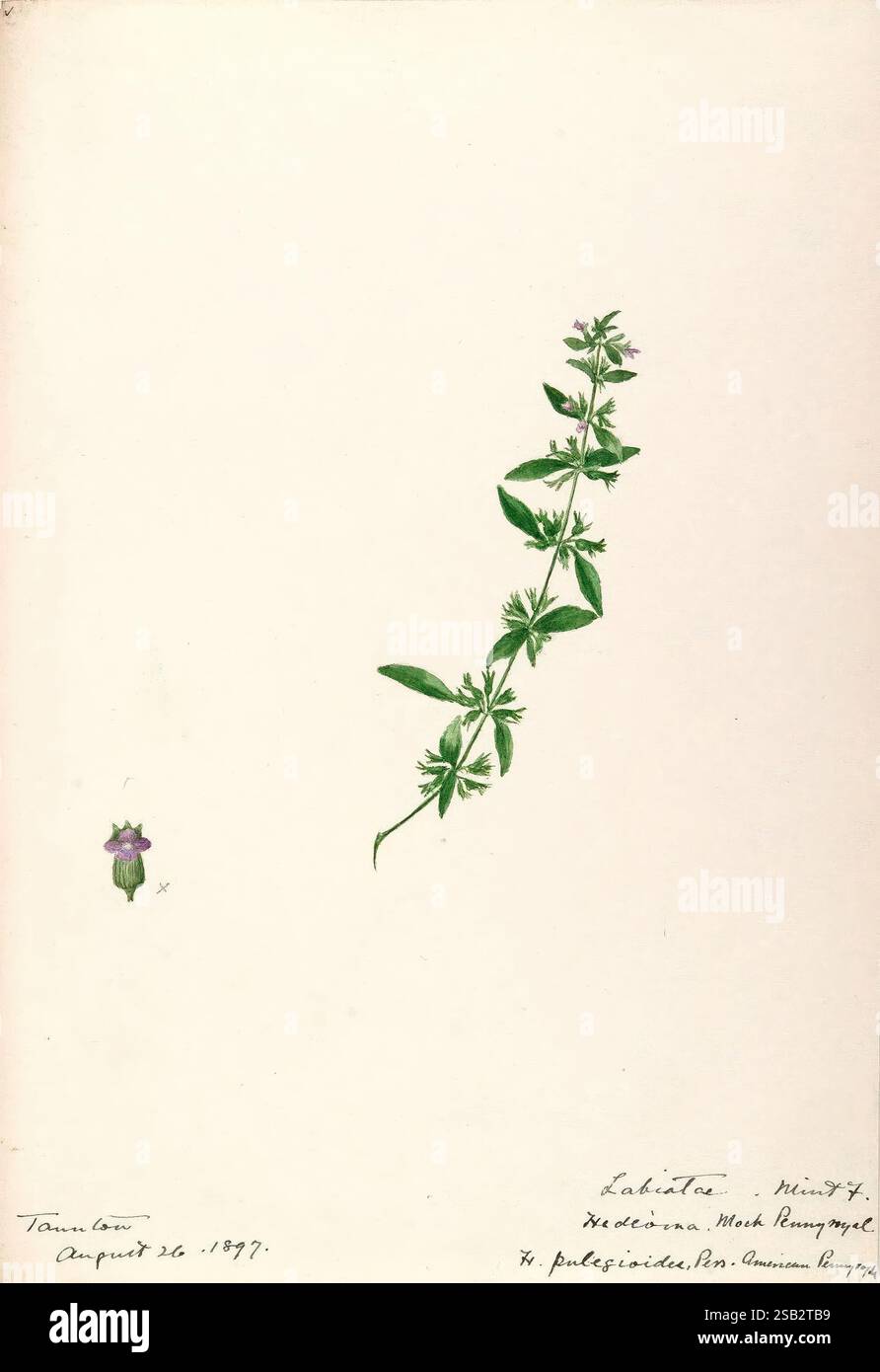 Labista hi-res stock photography and images - Alamy