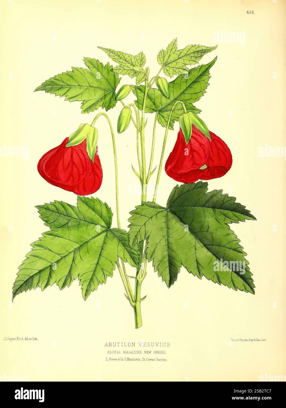 Abutilon vesuvius plant hi-res stock photography and images - Alamy