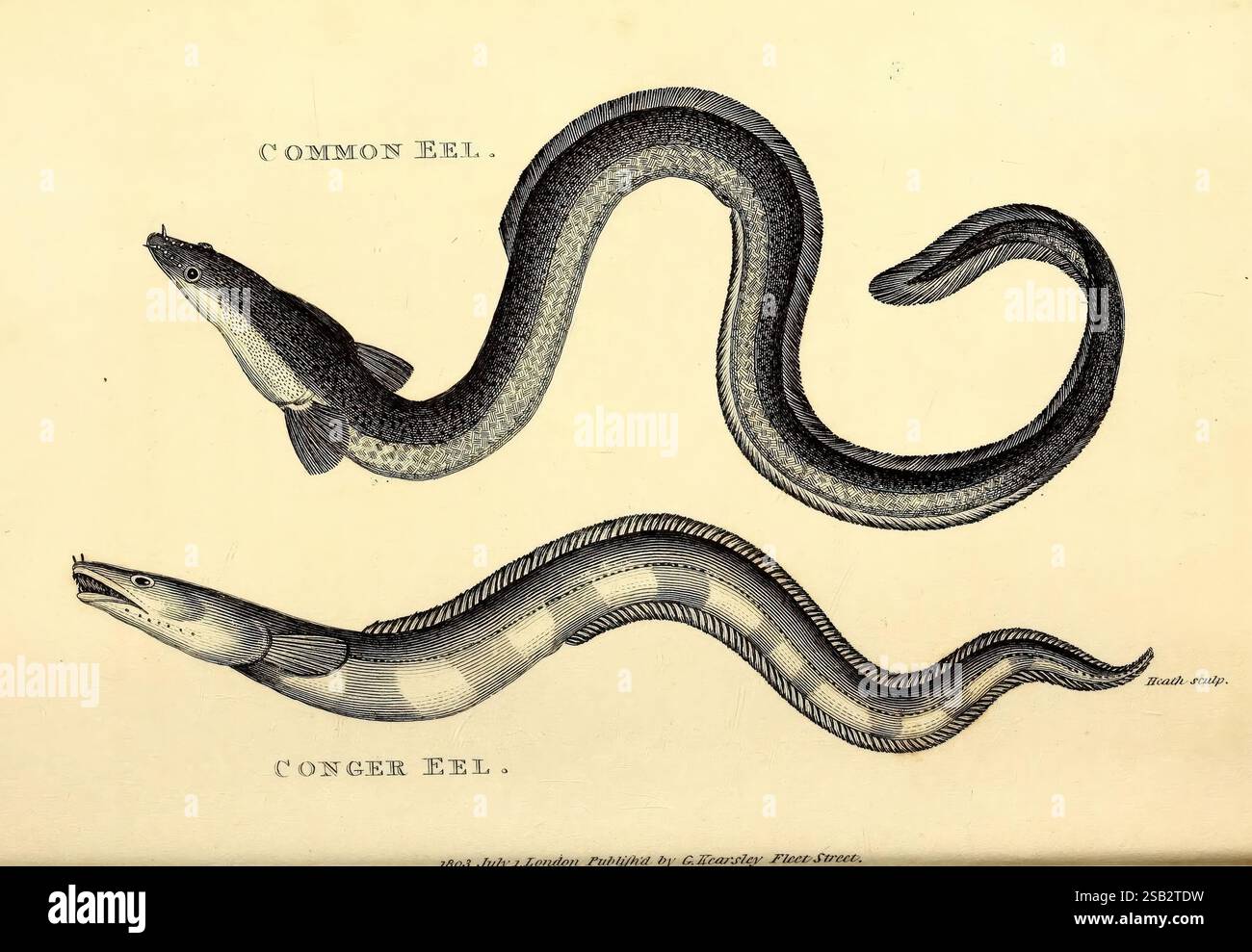 General zoology, or Systematic natural history London, Printed for G. Kearsley, 1800-1826 ...