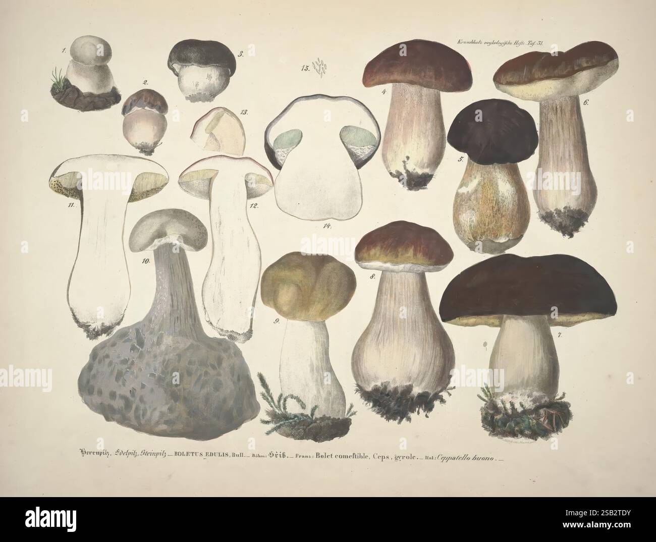 Featuring distinct types of fungi hi-res stock photography and images ...
