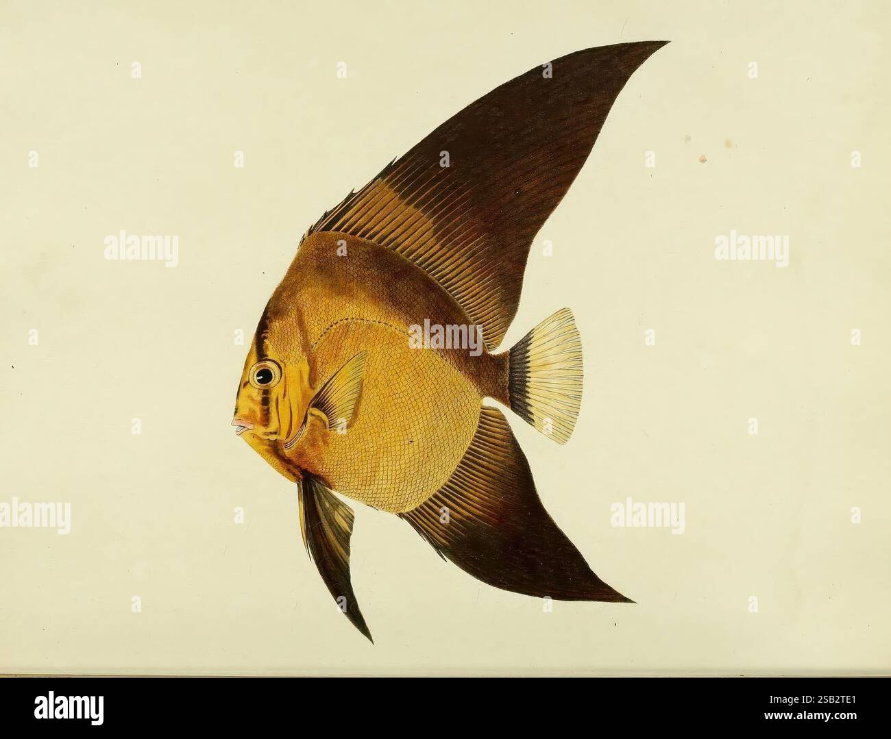 Golden brown hue across hi-res stock photography and images - Alamy