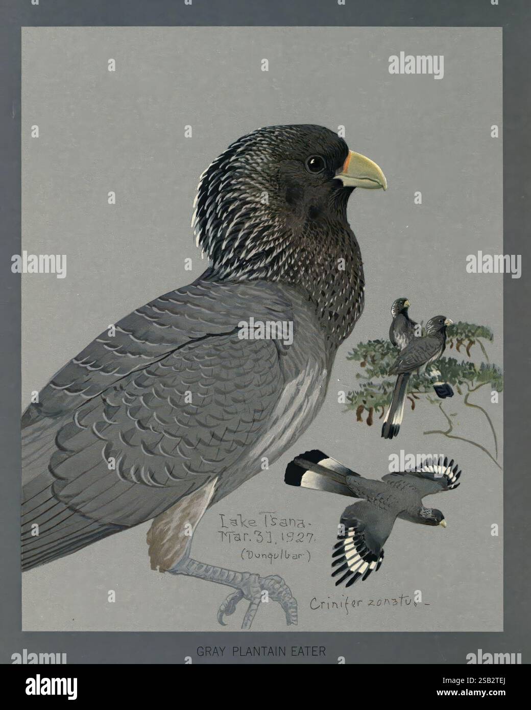 Album of Abyssinian birds and mammals, Chicago, Field Museum of Natural ...