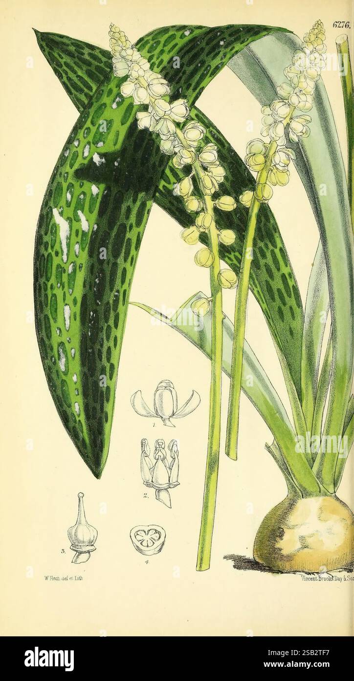 Curtis's Botanical Magazine, London, Botanical Illustration, Botany ...