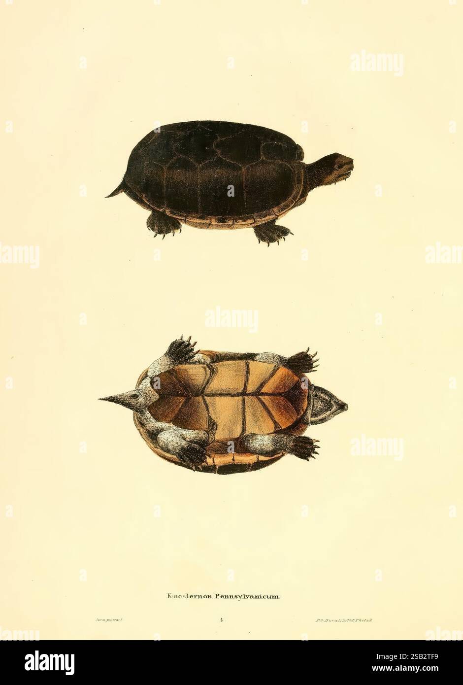 Two turtles presented hi-res stock photography and images - Alamy