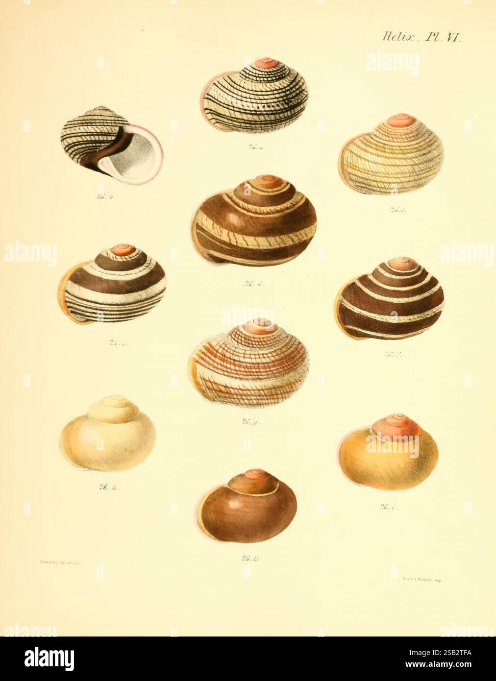 Arrangement features multiple specimens labeled hi-res stock ...