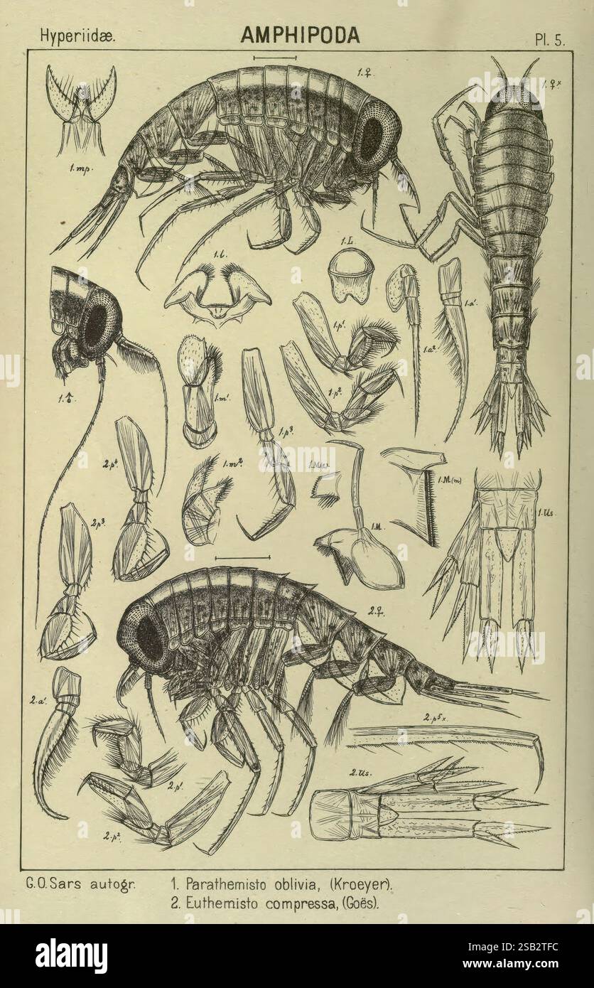 Euthemisto compressa hi-res stock photography and images - Alamy