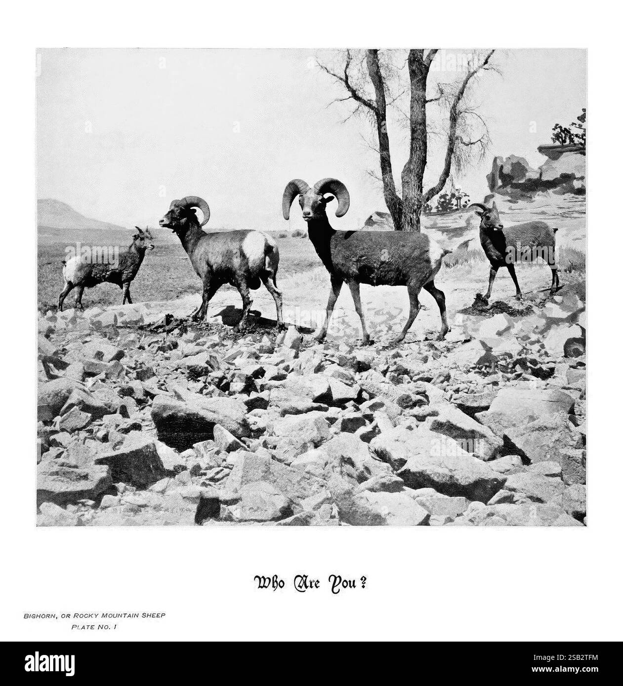 Sheep display various poses hi-res stock photography and images - Alamy