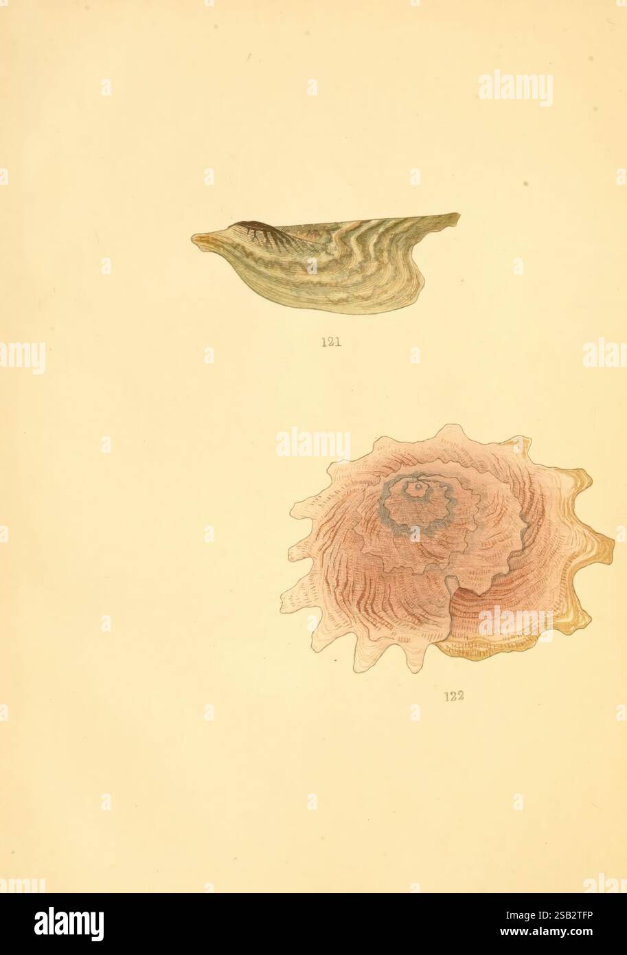 Oysters xenophora hi-res stock photography and images - Alamy