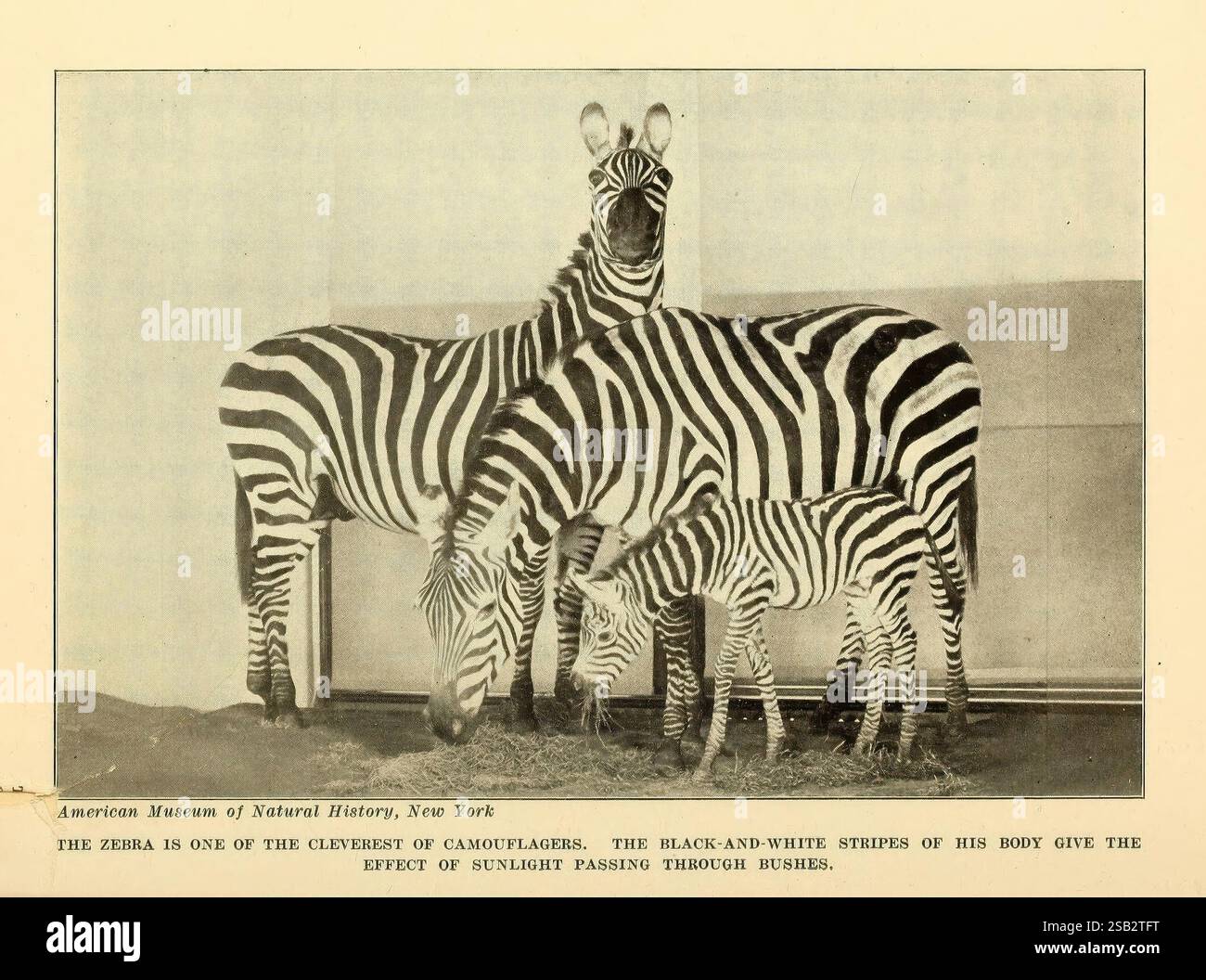 Foreground proudly displays hi-res stock photography and images - Alamy