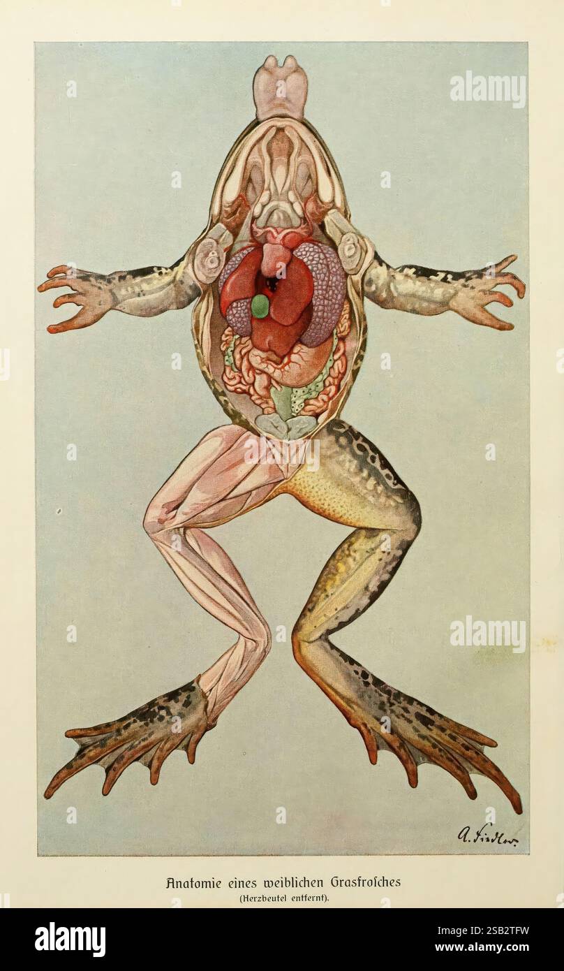 Brehms Tierleben. Bd. 1 Leipzig, Bibliographisches Institut, 1911-19 ...