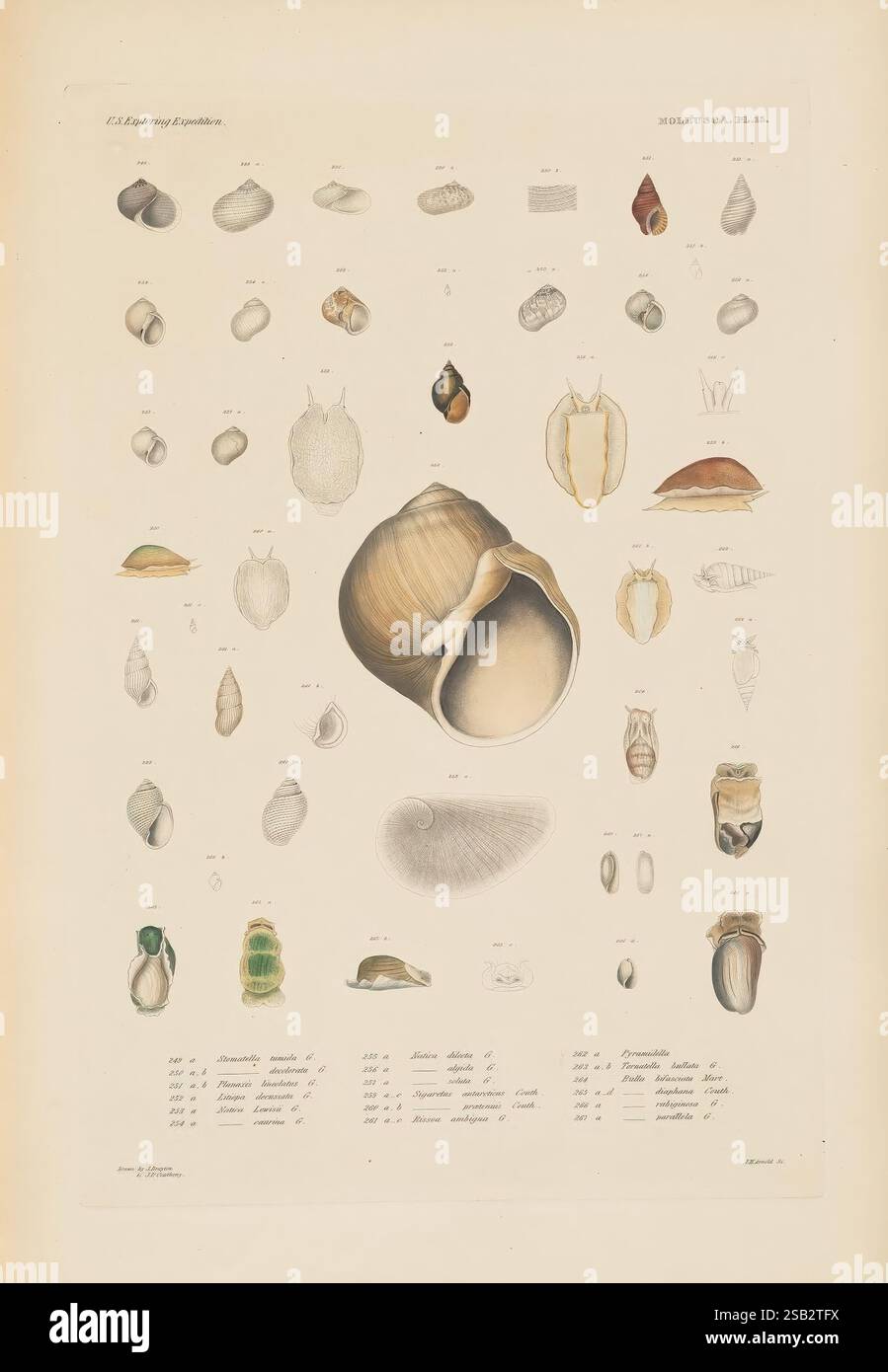 Mollusca, shells, Boston, Gould, Lincoln, 1852, mollusks,, A ...
