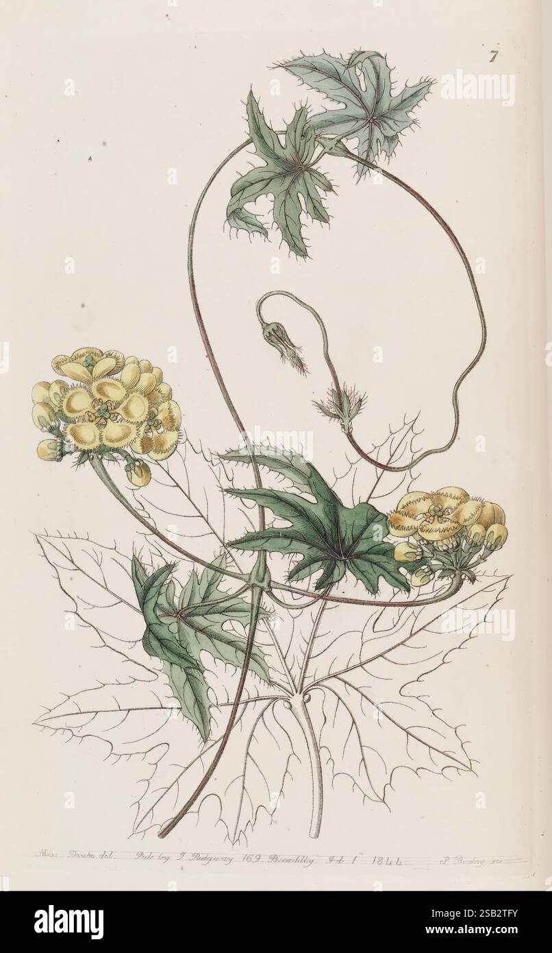 Vine elegantly twist hi-res stock photography and images - Alamy