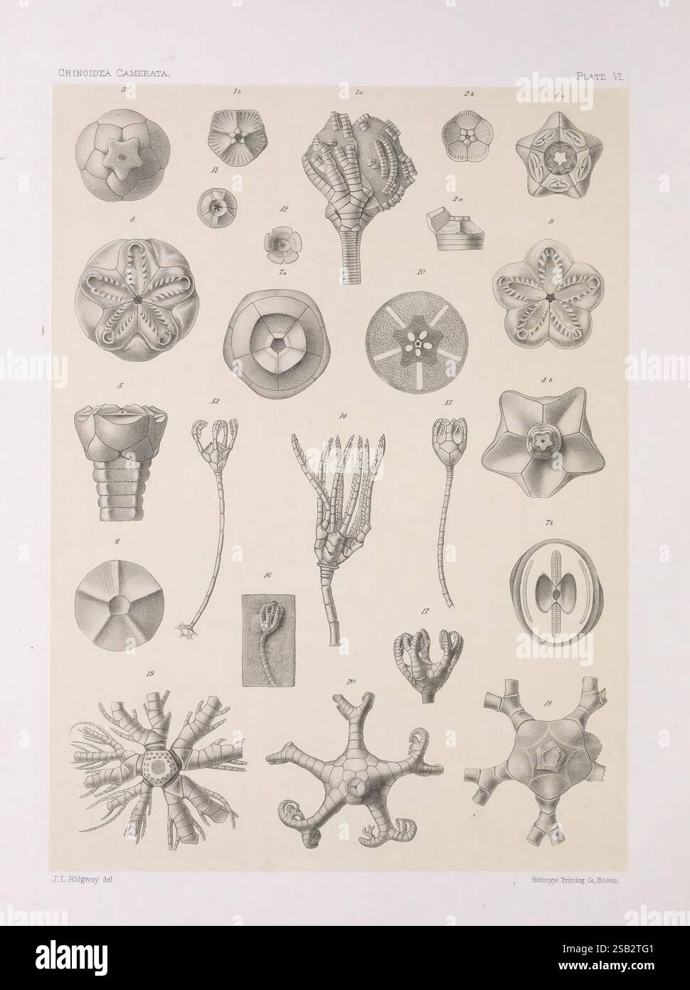 The North American Crinoidea camerata Cambridge, U.S.A. 1897 North ...