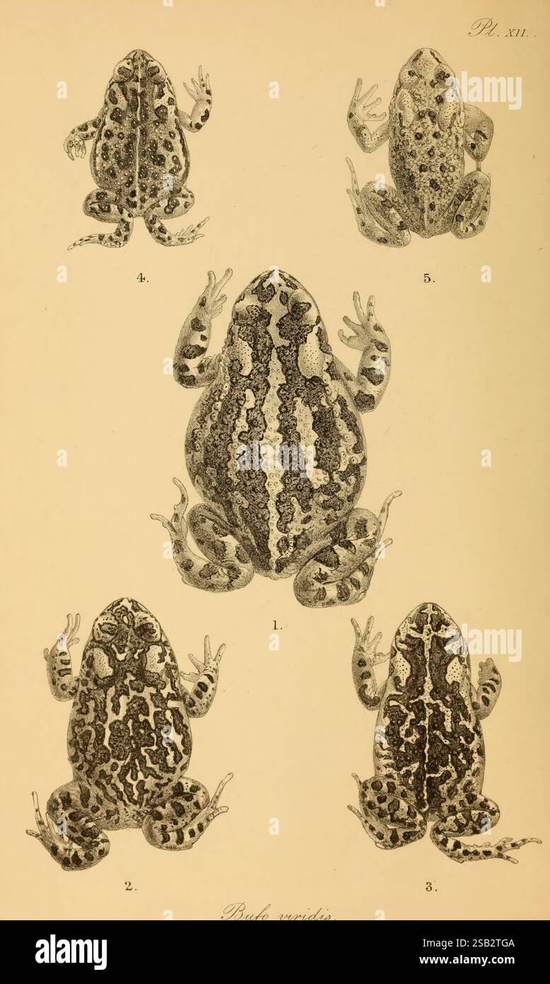 Frog exhibits unique markings hi-res stock photography and images - Alamy