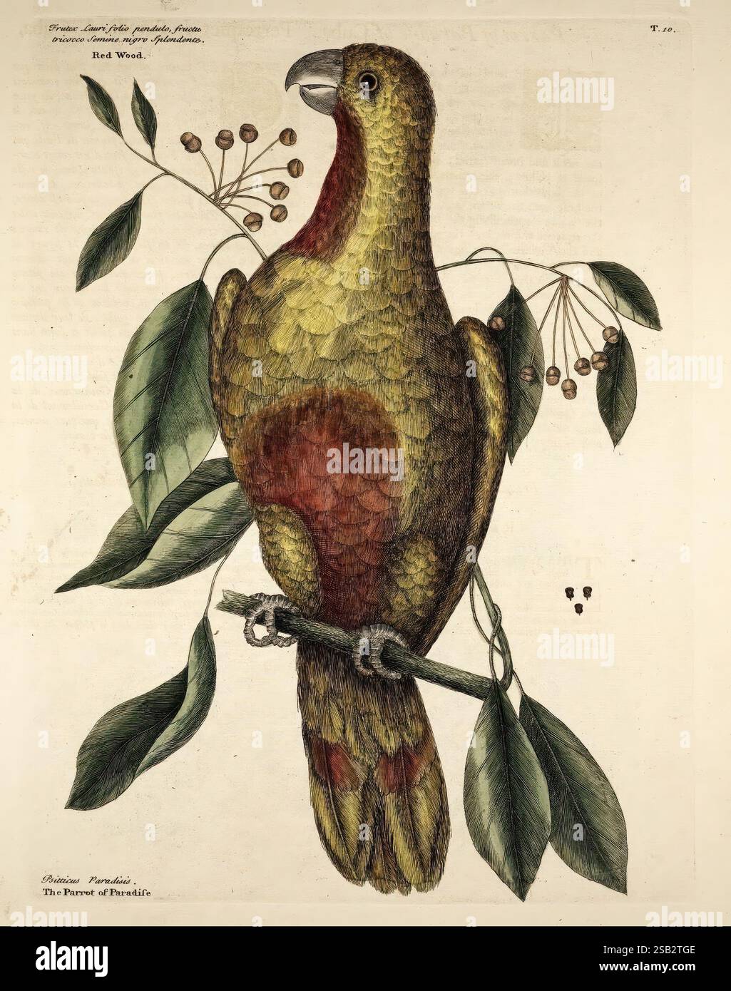 Smooth snakebark hi-res stock photography and images - Alamy