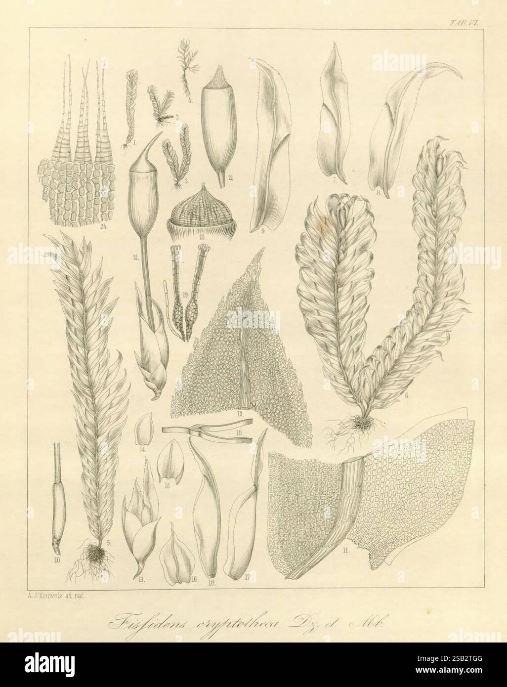 Bryologia javanica, Lugduni-Batavorum [Leiden], E. J. Brill, 1855-1870 ...