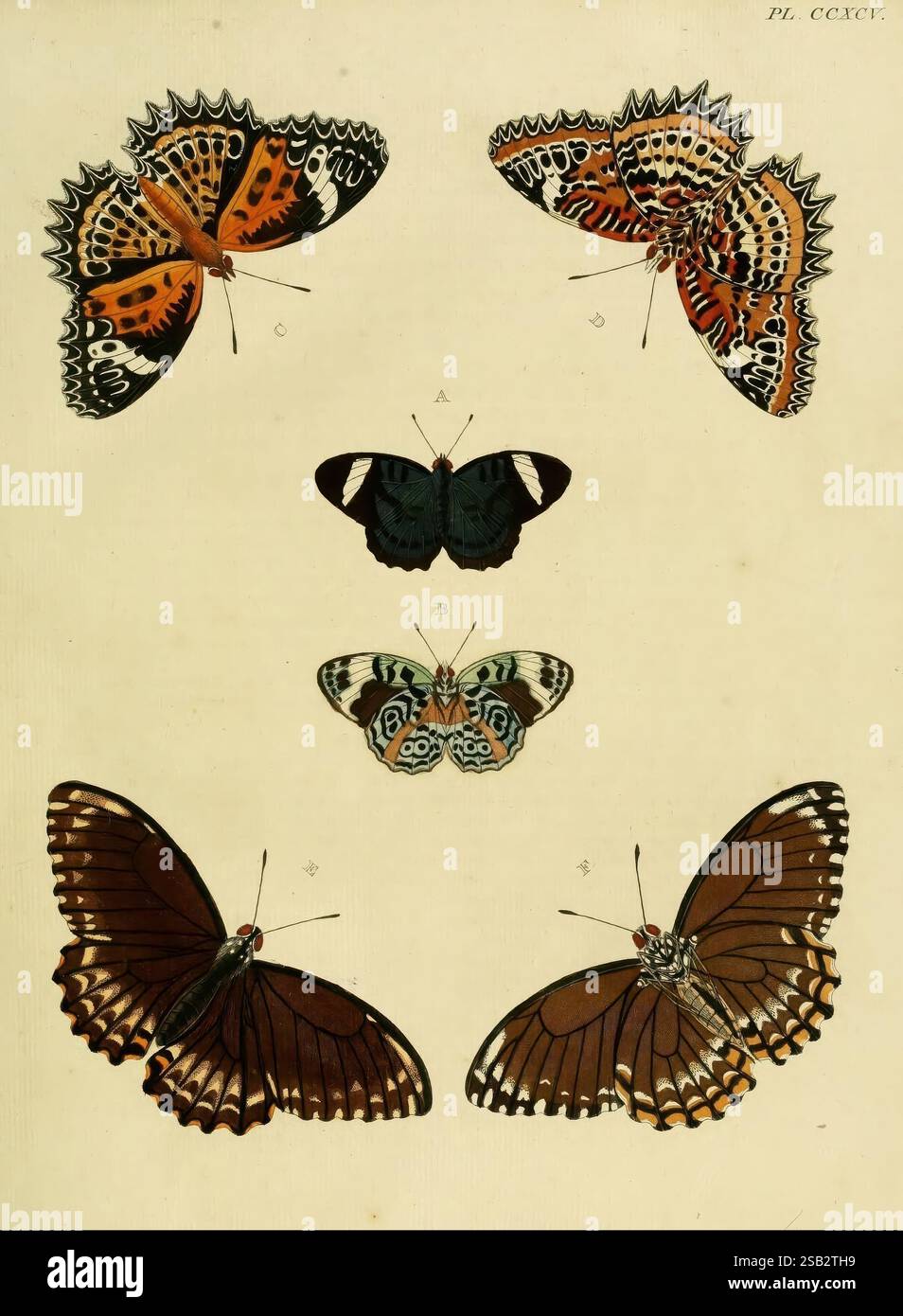 Arrangement features five distinct butterflies hi-res stock photography ...