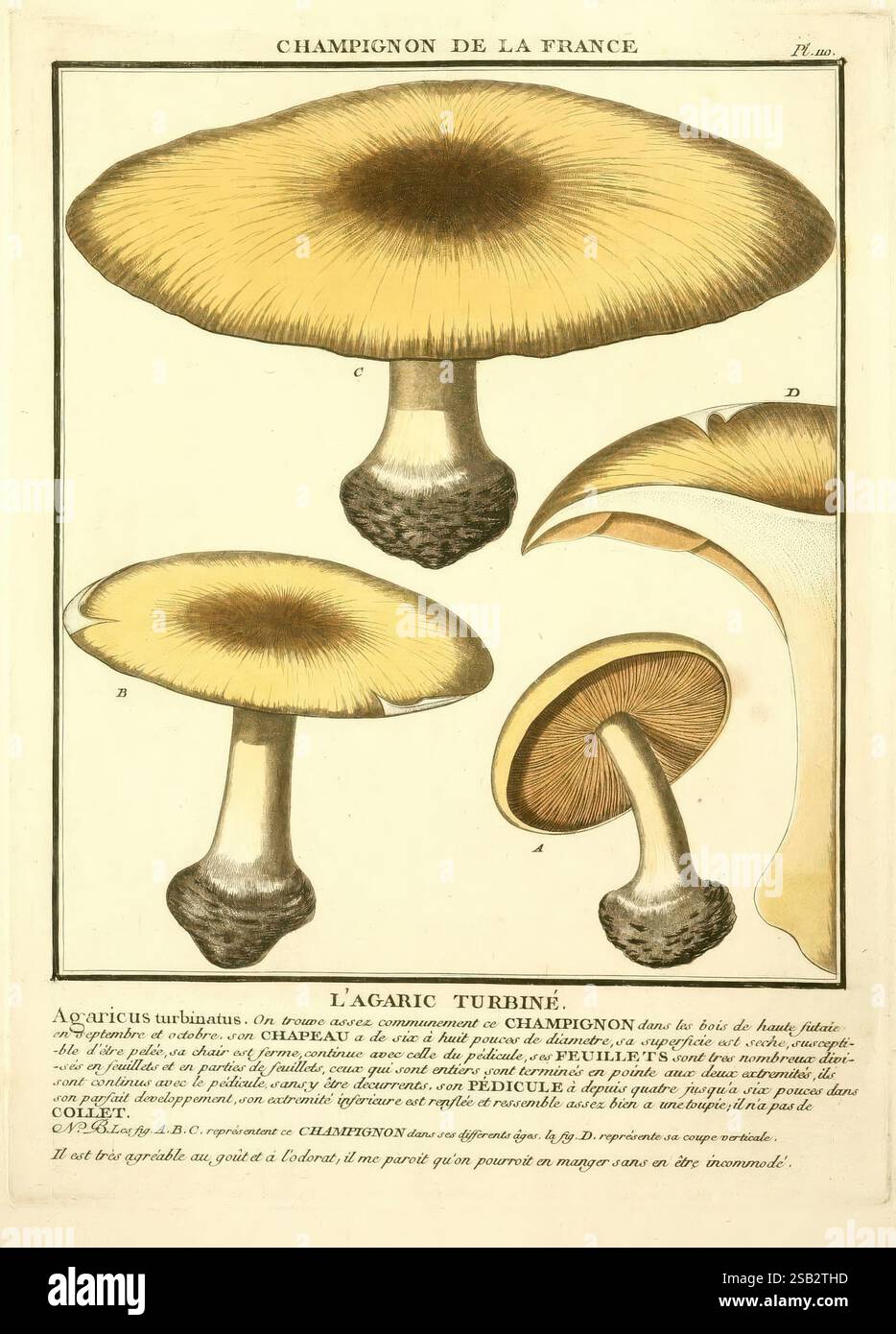 Agaric turbine mushroom hi-res stock photography and images - Alamy