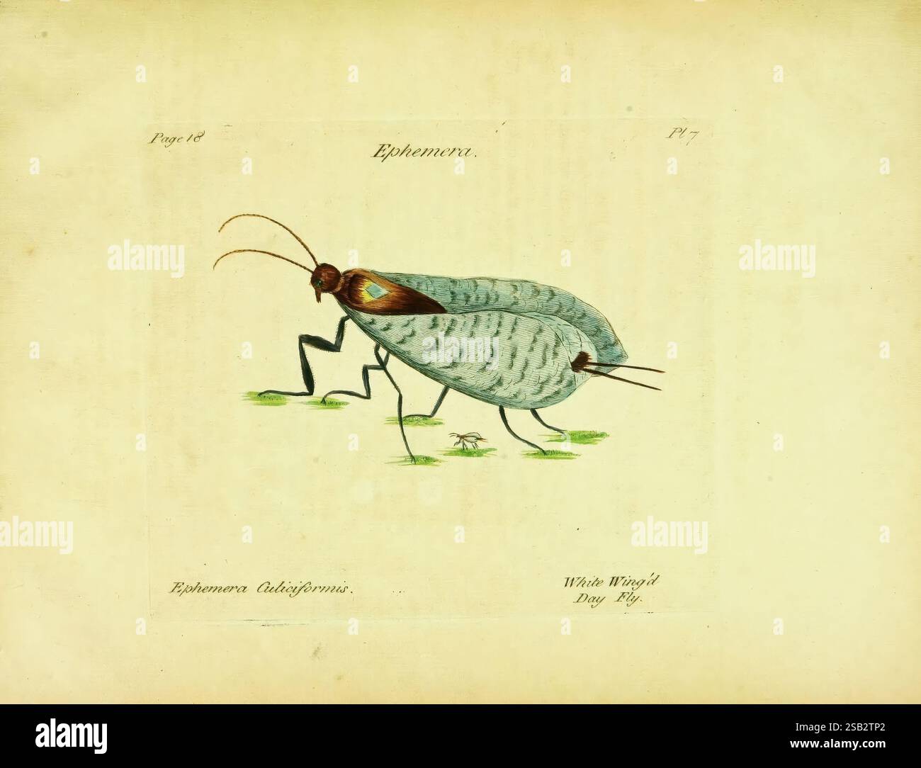 A decade of curious insects: some of them not describ'd before:. London ...