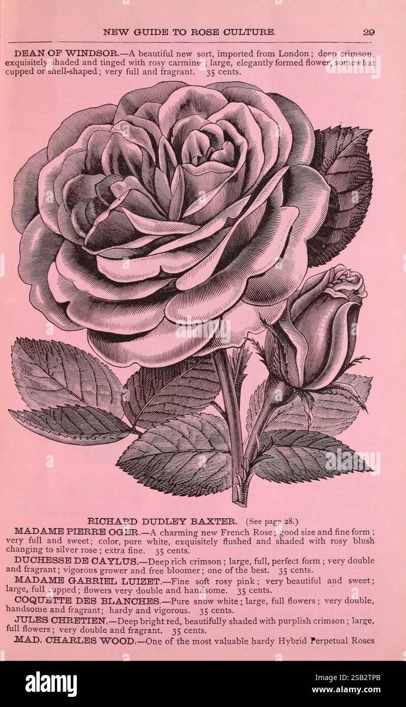 Richard dudley baxter rose hi-res stock photography and images - Alamy