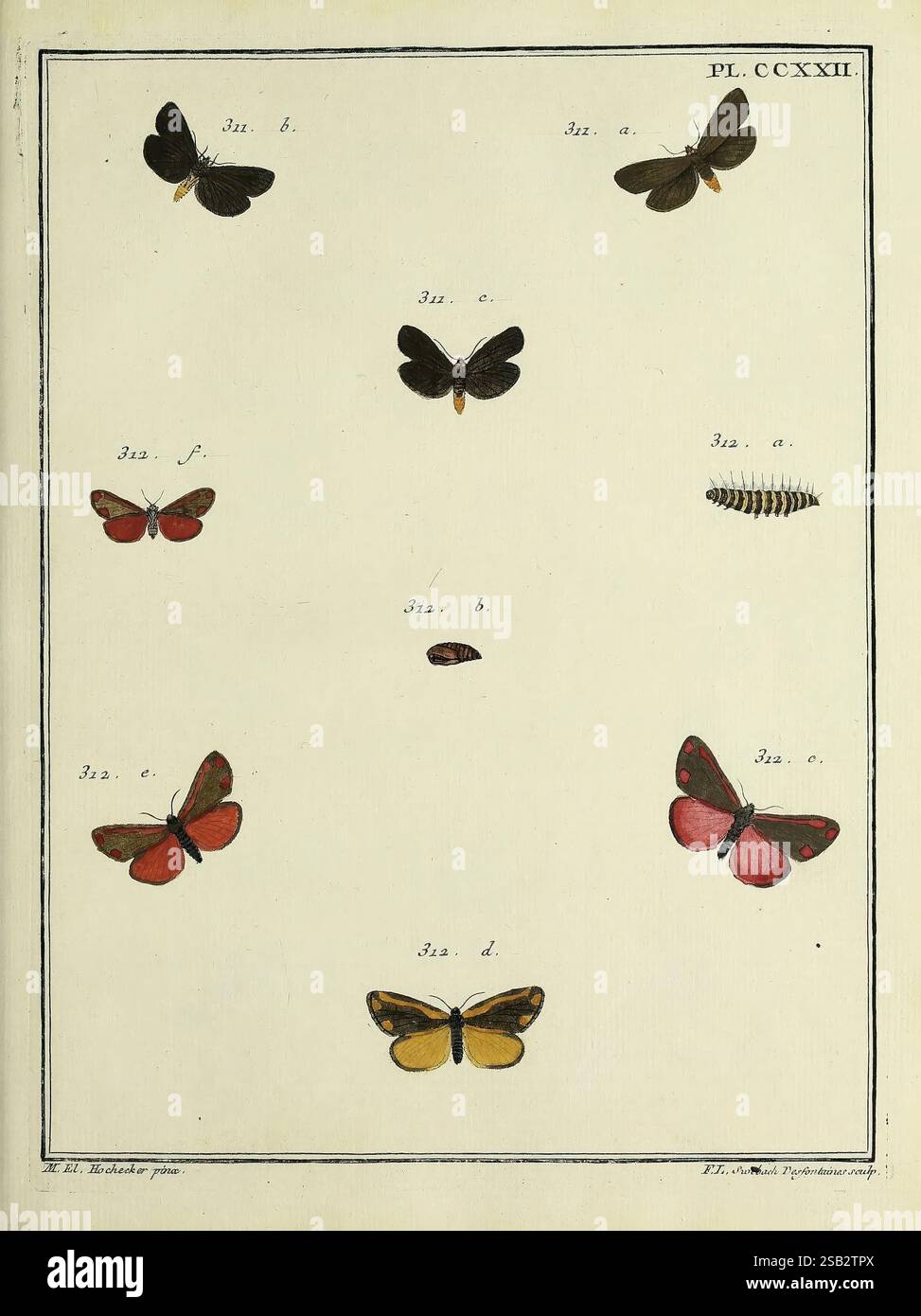 Papillons d'Europe, peints d'après nature, A Paris, Chez P.M ...