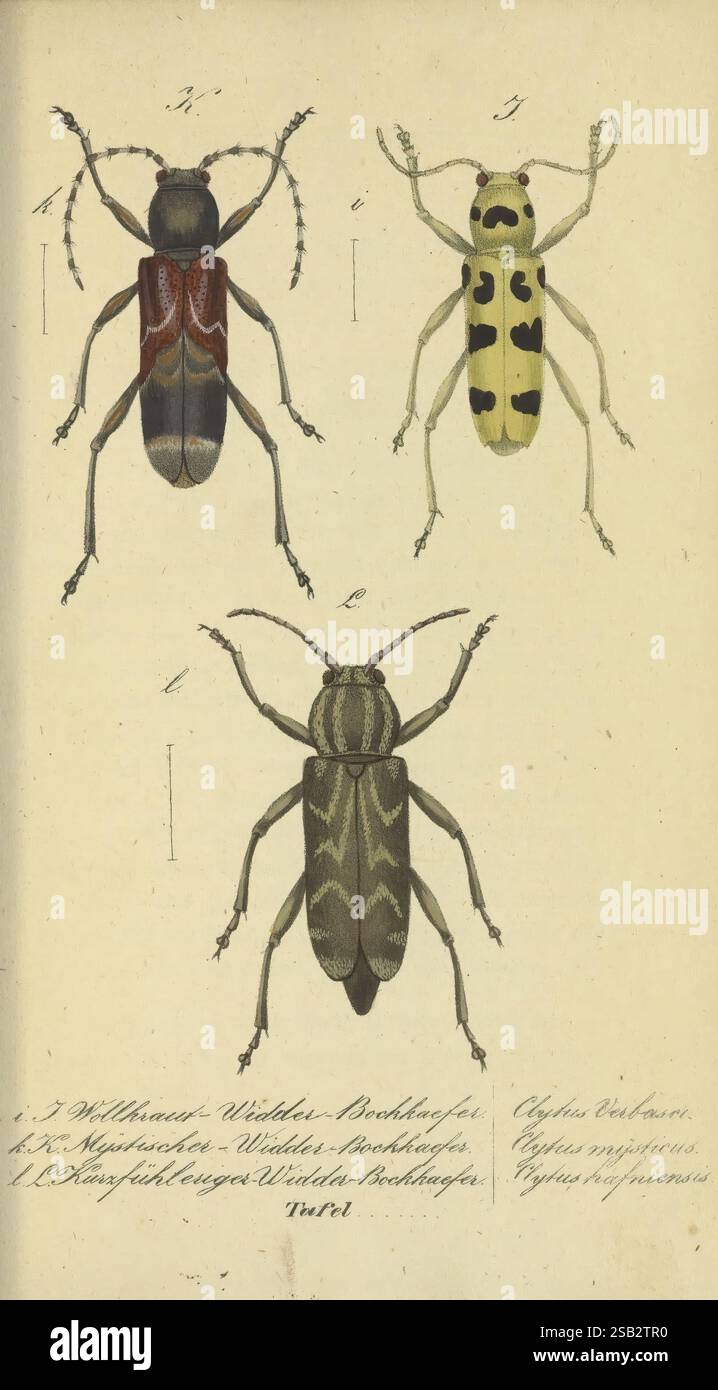 Bottom beetle exhibits hi-res stock photography and images - Alamy