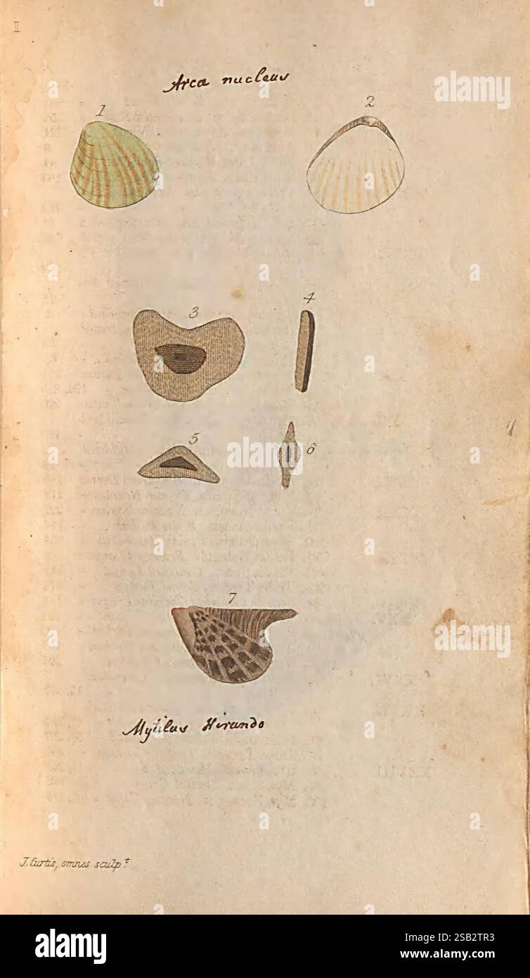 Two detailed depictions of distinct shell types hi-res stock ...