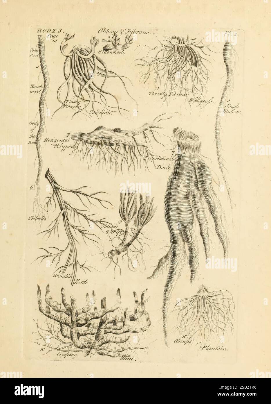 The vegetable system, London,, 1759-1763, botany, pictorial works, This ...