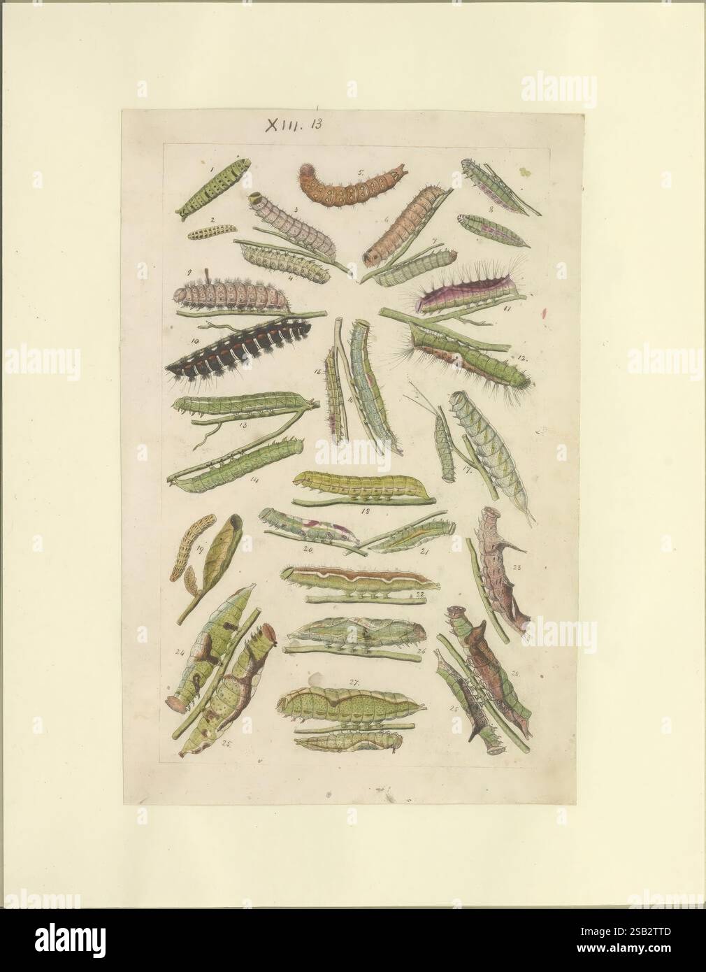 Unique life cycles hi-res stock photography and images - Alamy