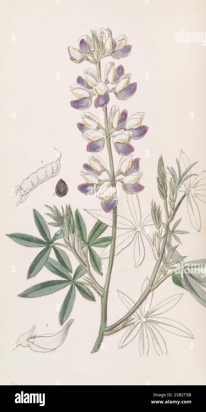 Stylized flora in various shades of green hi-res stock photography and ...