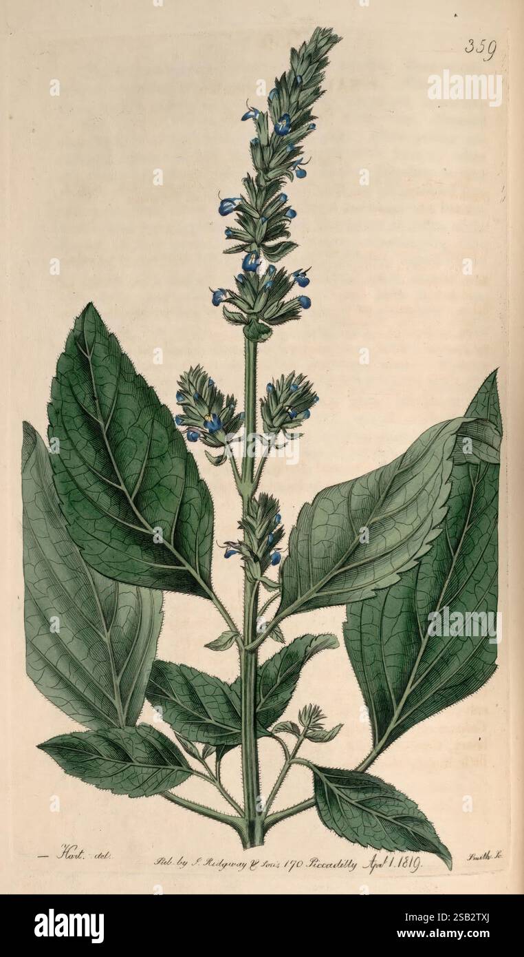 The Botanical Register, London, Printed for James Ridgway, 1815-1828 ...