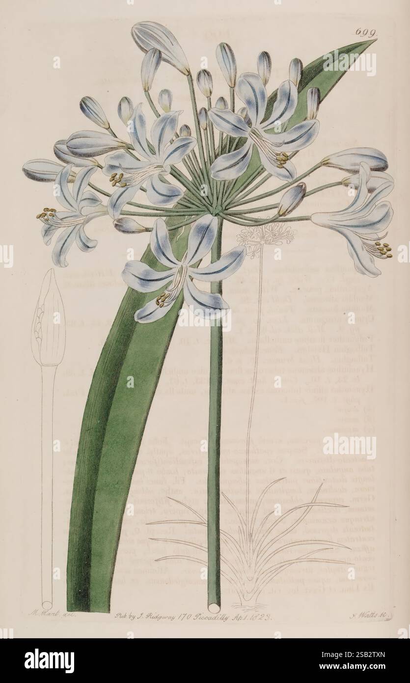 The, Botanical, register, London, Printed, for James, Ridgway, 1815 ...