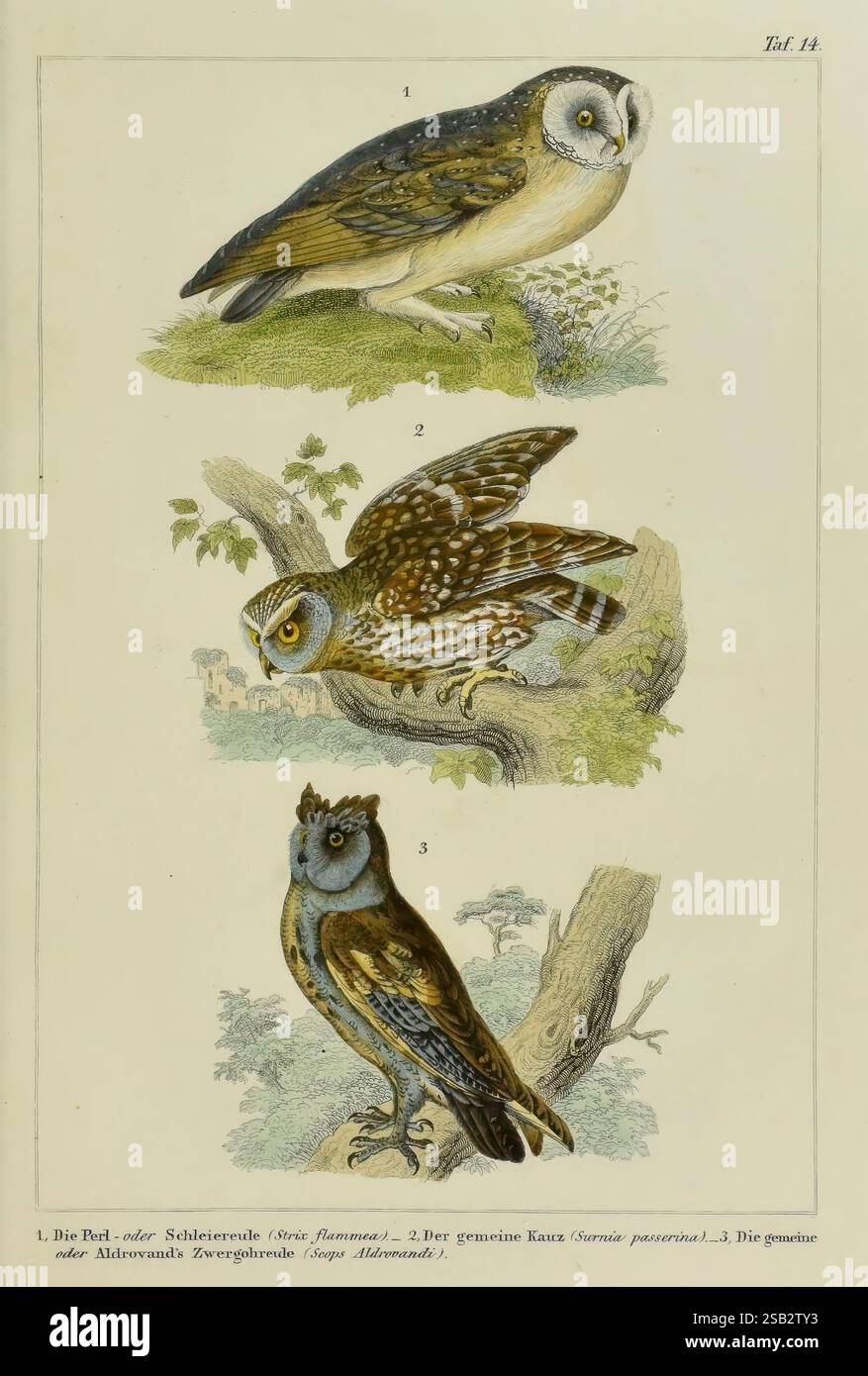 Praktische, Naturgeschichte, der, Vögel, Leipzig, 1850, birds ...