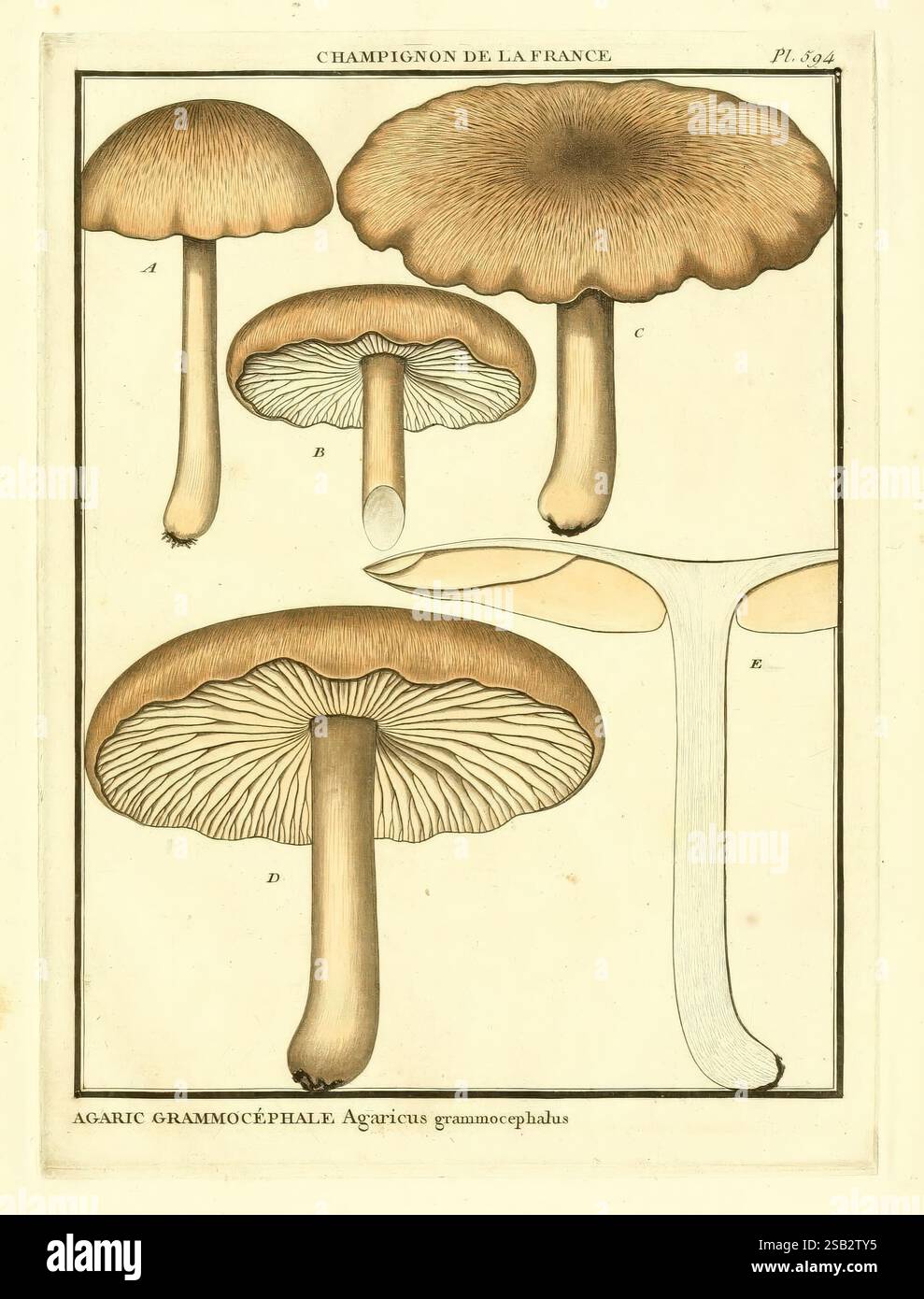 Detailed gill structure hi-res stock photography and images - Alamy
