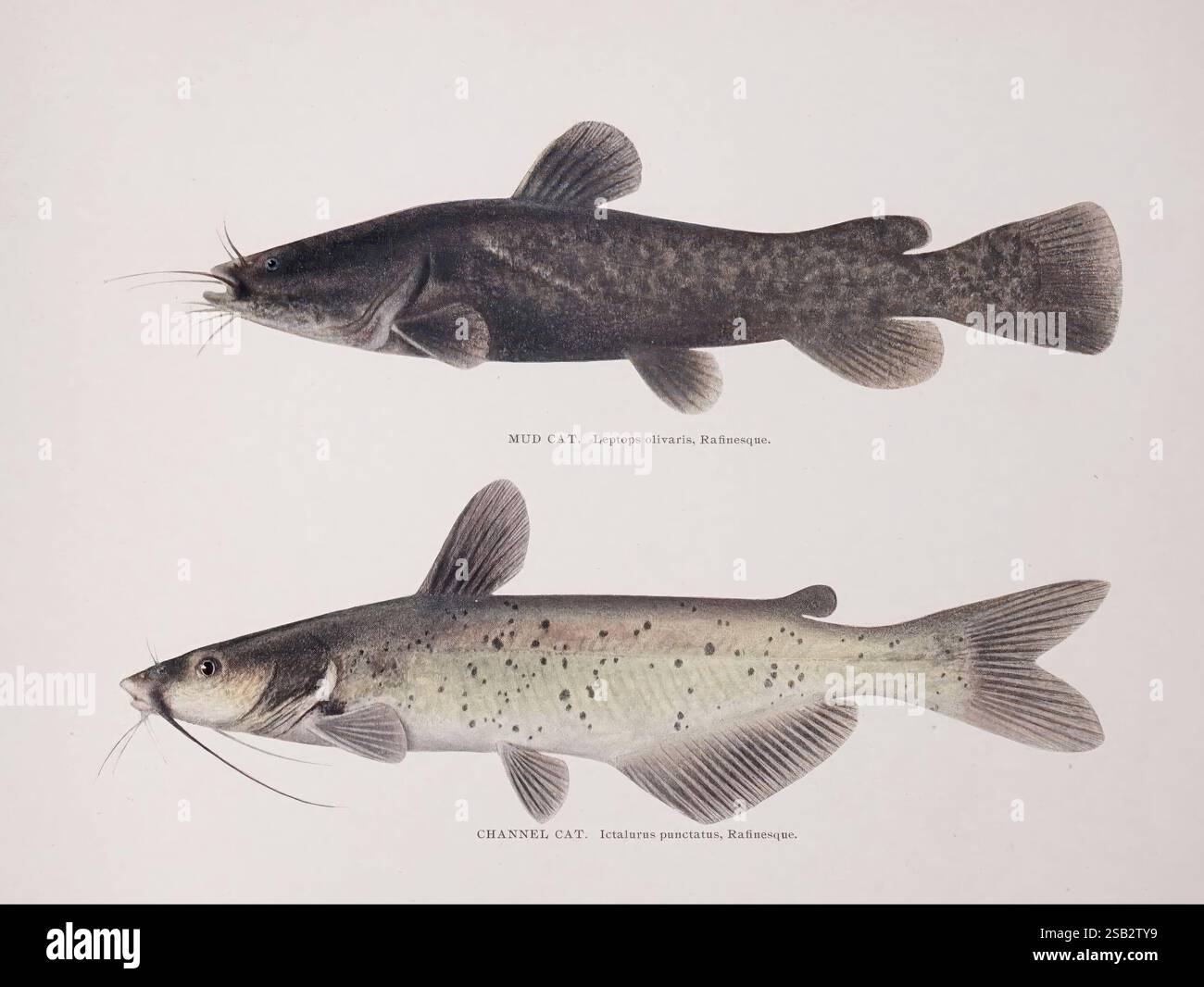 Sample, plates, of, Illinois, fishes, [Urbana?, Ill.] c1903, fishes ...