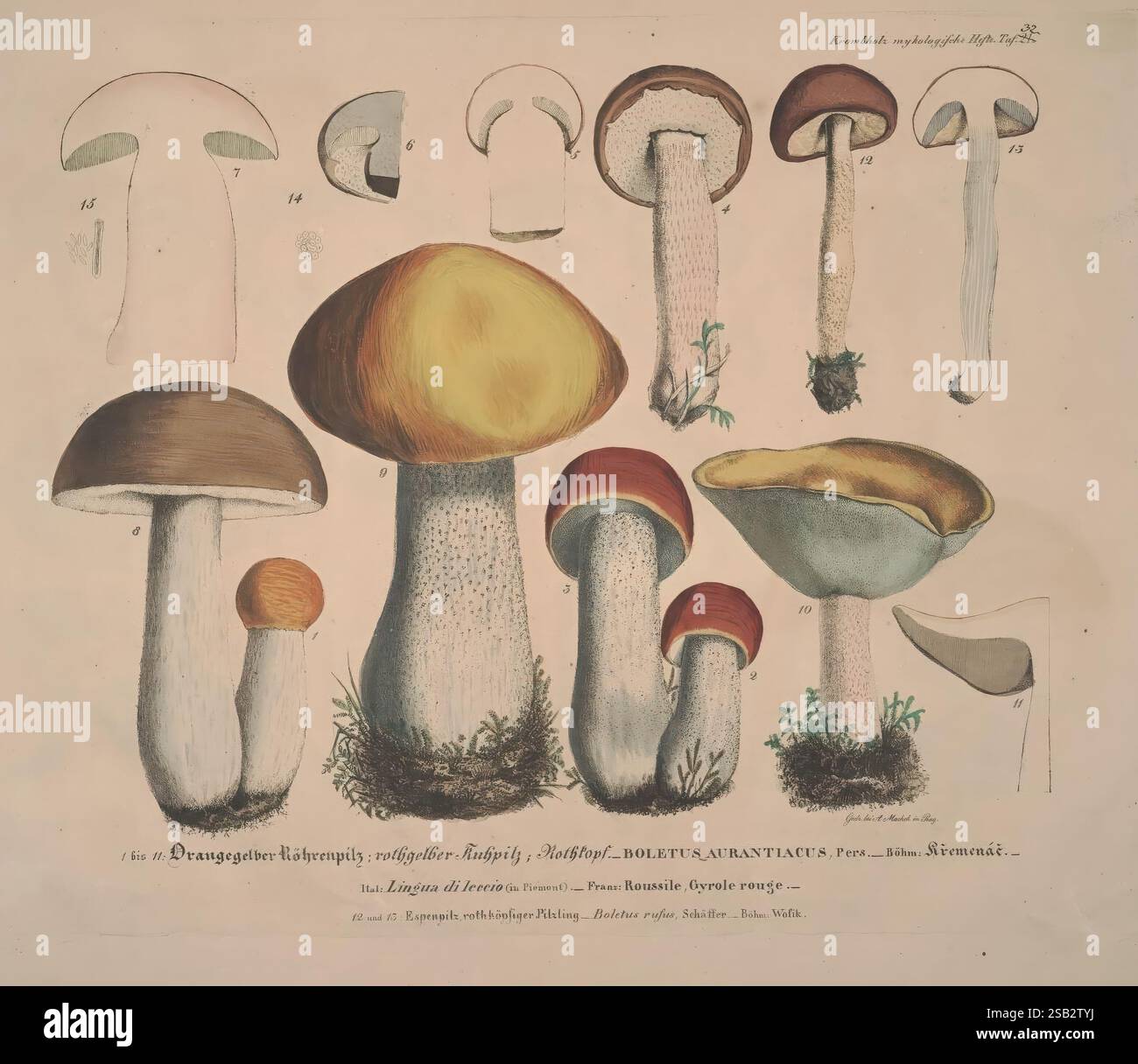 Several fungal forms hi-res stock photography and images - Alamy