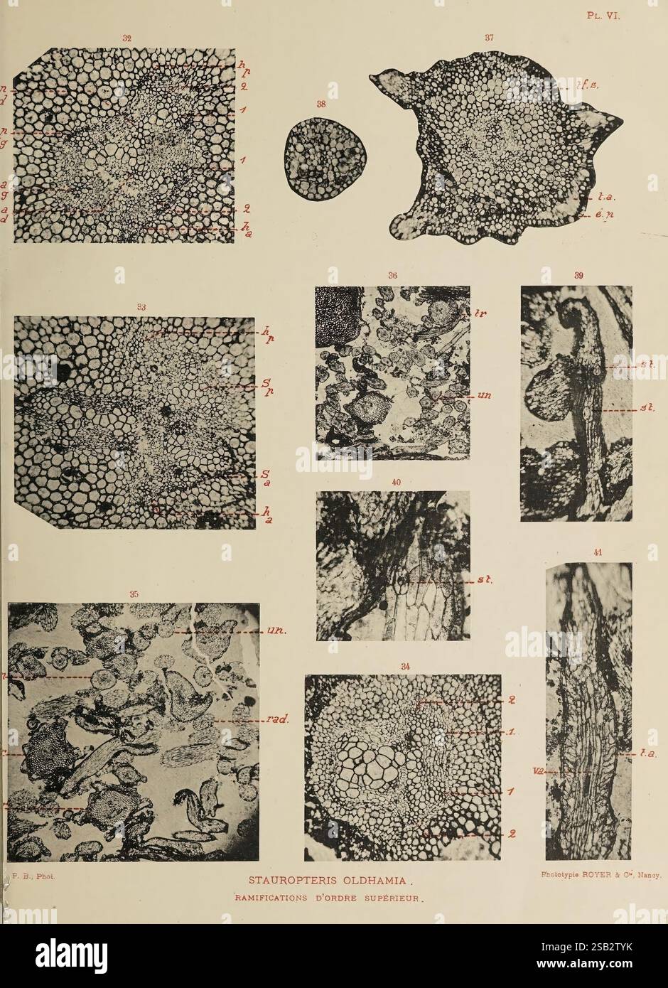 Labeled section reveals different structures hi-res stock photography ...