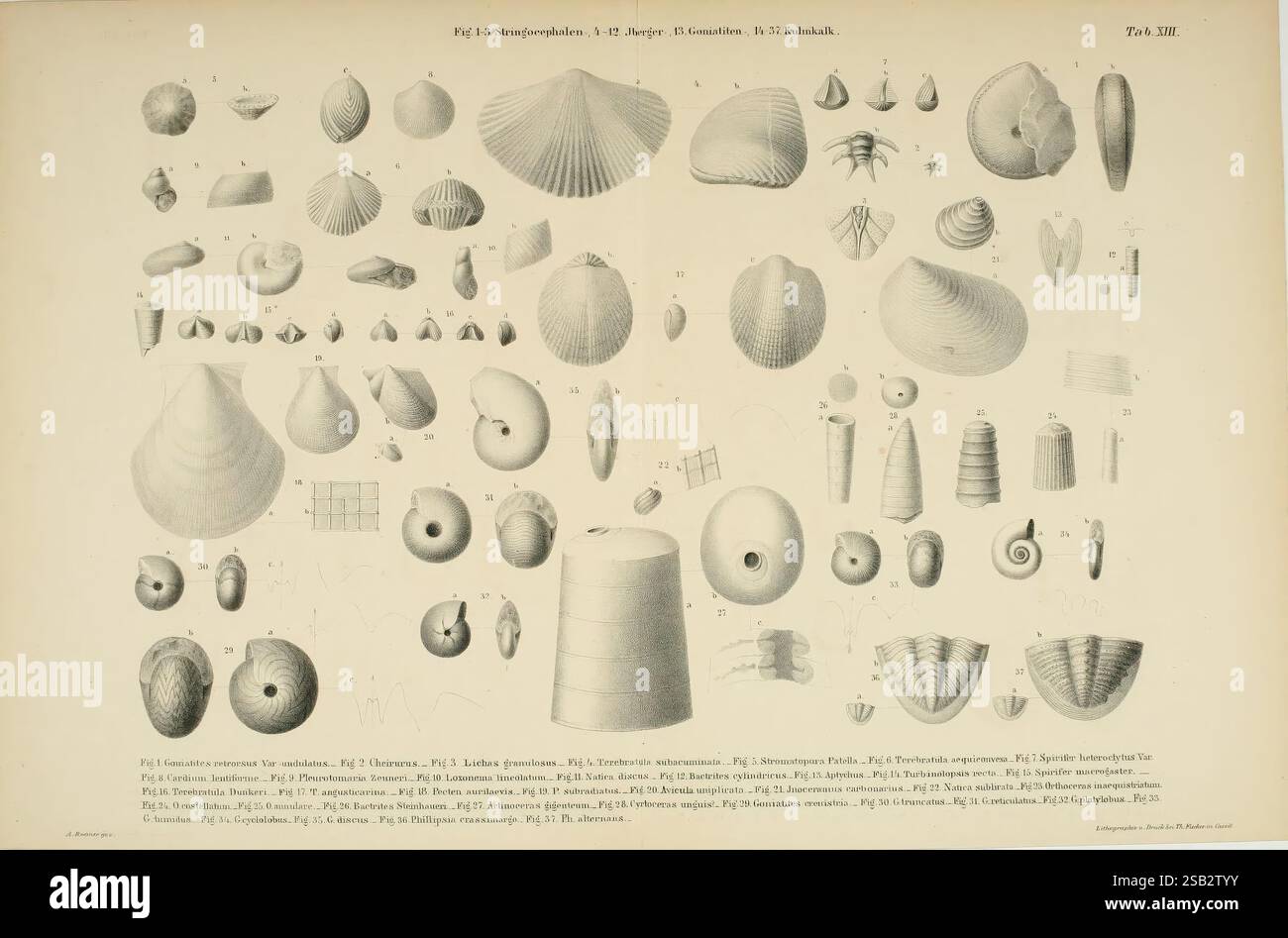 Referencing specific classifications hi-res stock photography and images - Alamy