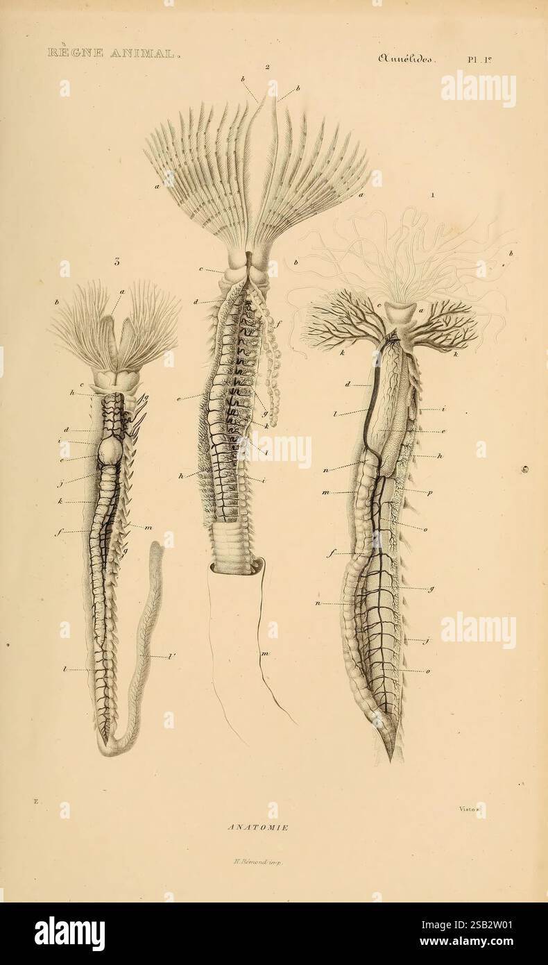 Le règne animal distribué d'après son organisation Paris, 1836-1849 ...