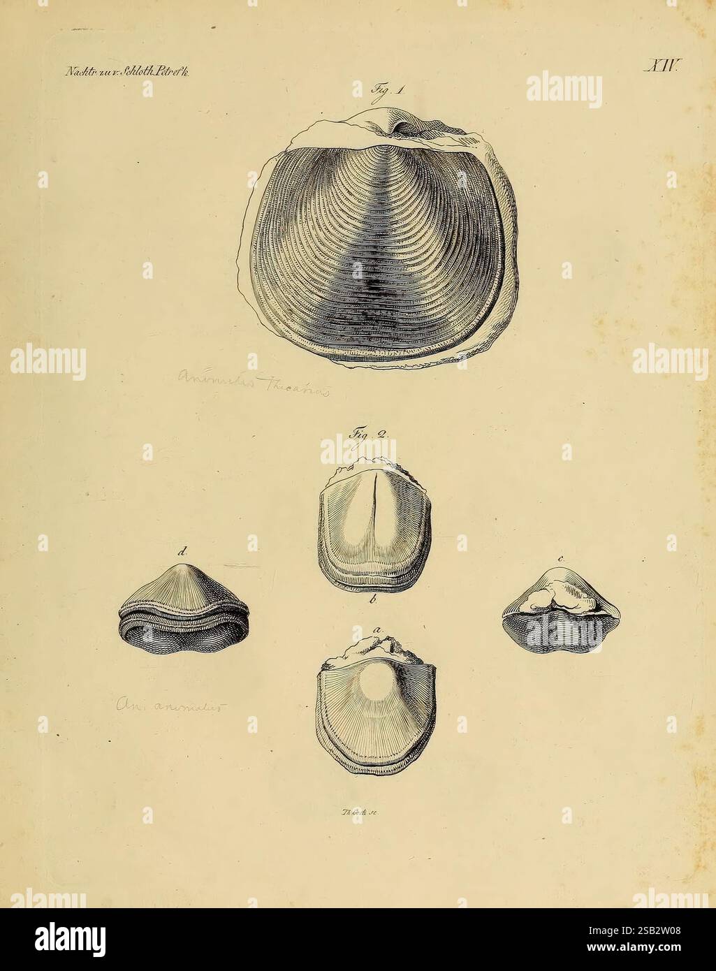 Valve outlines hi-res stock photography and images - Alamy