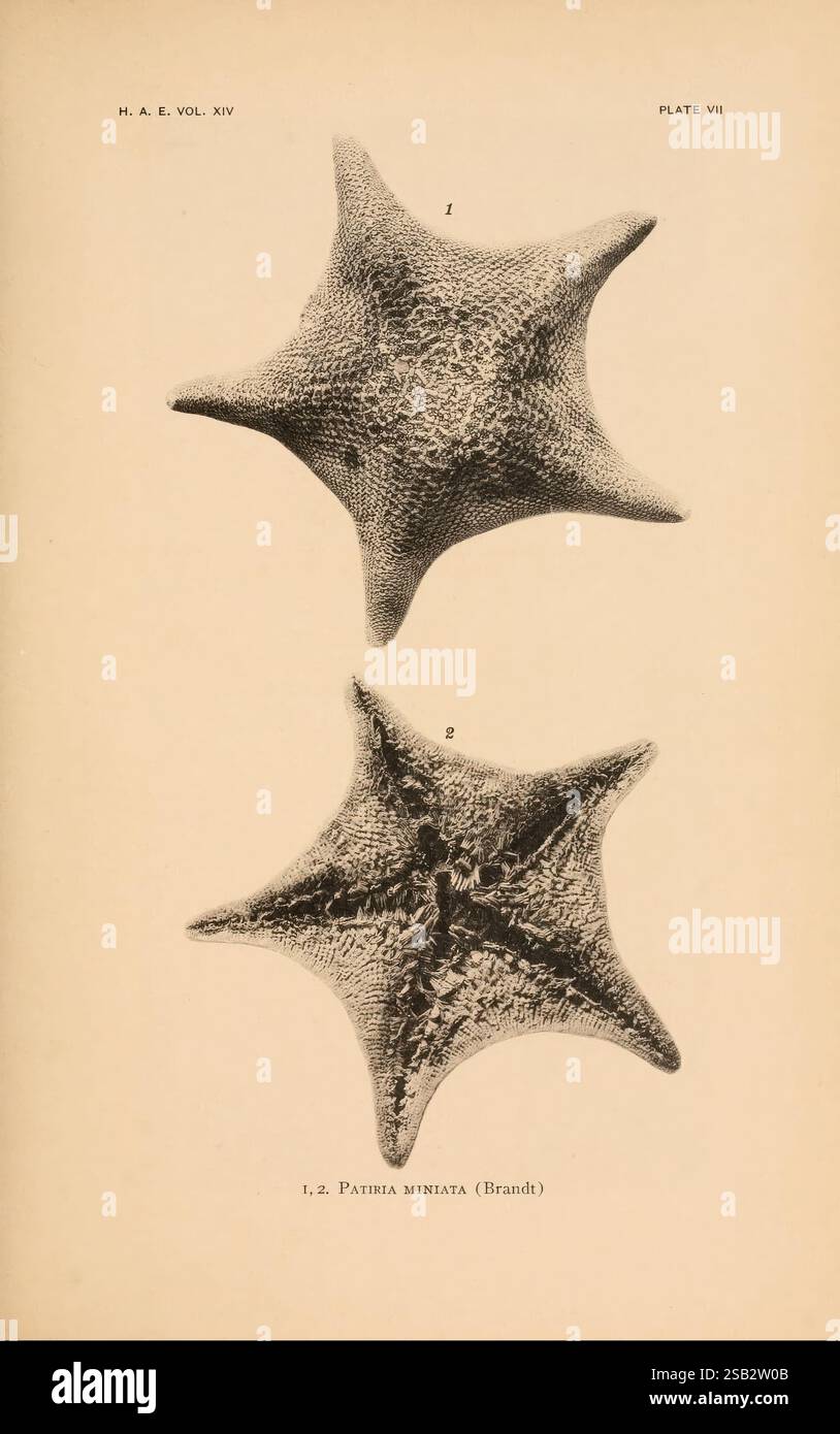 Slightly different proportions hi-res stock photography and images - Alamy