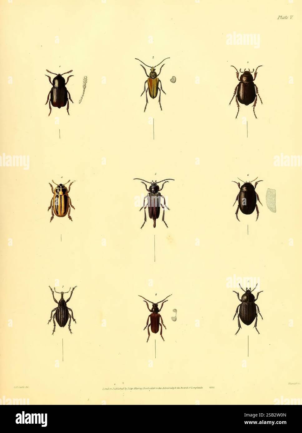 Fauna boreali-americana, or The zoology of the northern parts of ...