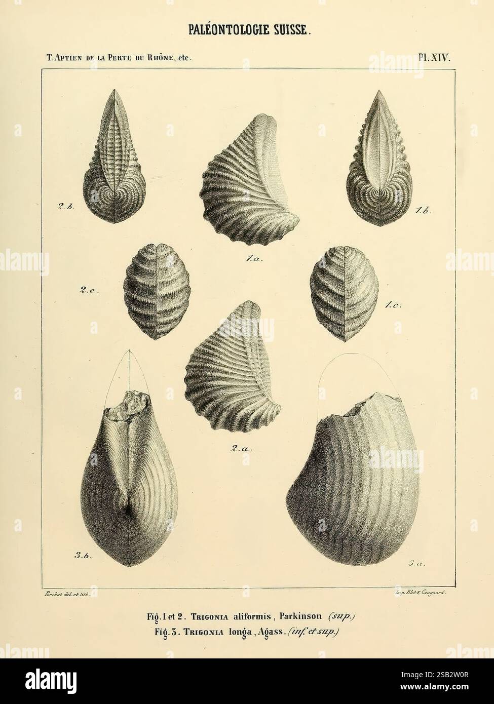 Trigonia longa hi-res stock photography and images - Alamy