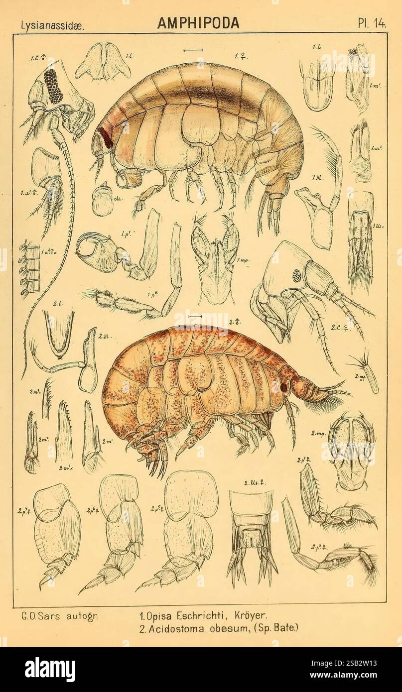 An account of the Crustacea of Norway Christiania, A. Cammermeyer, 1895 ...