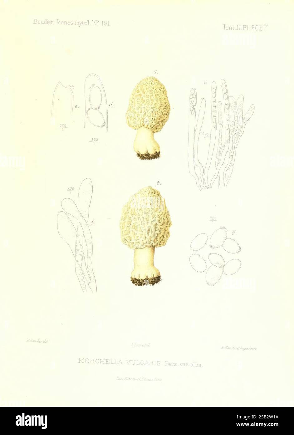 Two prominent morel mushrooms hi-res stock photography and images - Alamy